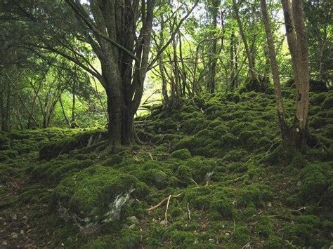 Ring Of Kerry Day Tour From Cork Including Killarney National Park