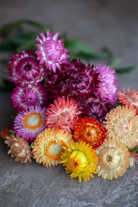 Helichrysum Bracteatum Mixed Seeds £225 From Chiltern Seeds