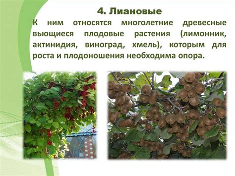 Классификация и характеристика плодовых растений Строение плодовых