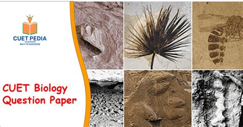 Cuet History Syllabus 2025 Download Topics Wise Pdf