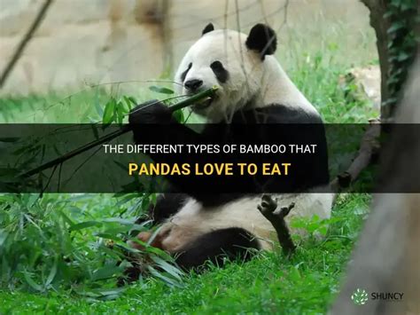 The Different Types Of Bamboo That Pandas Love To Eat ShunCy