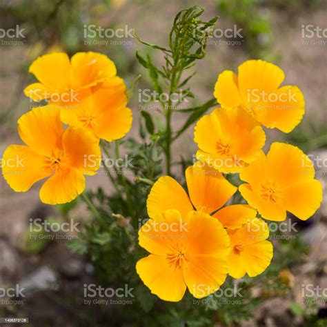 Eschscholzia Californica 캘리포니아 양귀비 황금양귀비에 대한 스톡 사진 및 기타 이미지 황금양귀비 꽃