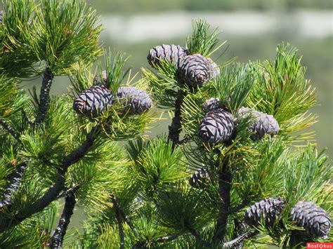 Кедрач фото и картинки 65 штук