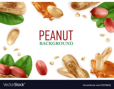 Peanut Realistic Frame Royalty Free Vector Image