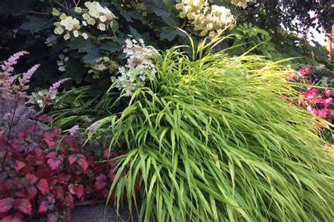 Ornamental Grasses A Colorful Must For Any Garden Arlington Times