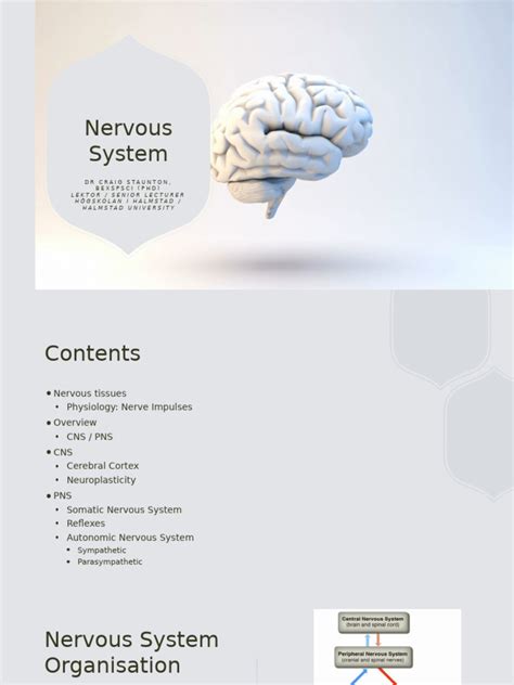 nervous system pdf nervous system motor neuron