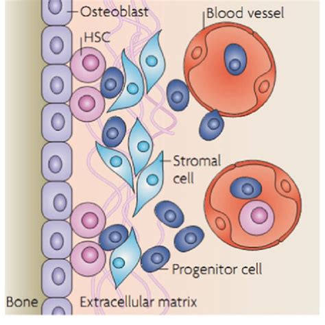 Pdf Microenvironment Design For Stem Cell Fate Determination