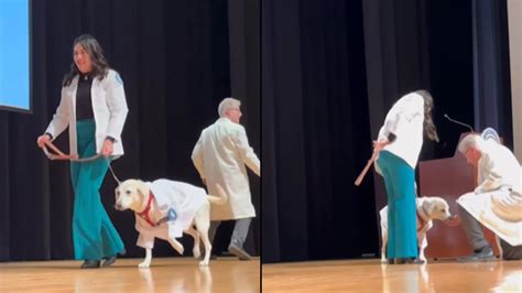 La Increíble Transformación De Kit La Golden Retriever Que Fue