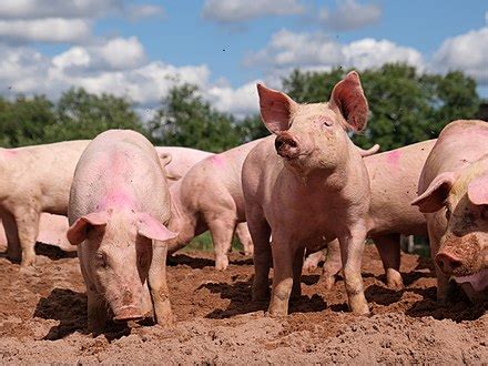 Pig Wikipedia