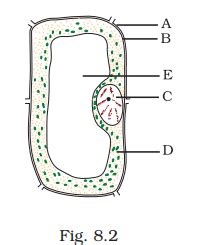 NCERT Exemplar Class NCERT Exemplar Science Solutions Chapter Cell Structure And Functions
