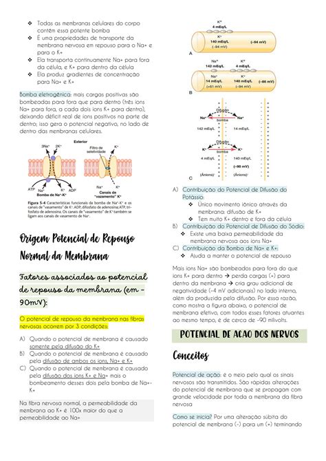 Solution Potencial De Membrana Studypool