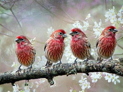 Red Breasted Sparrows I Can Fly Pinterest