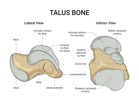 Premium Vector Anatomy Of Talus Bone Lateral View And Inferior View