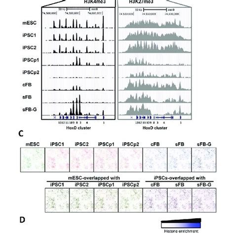 Global Histone Modification Signatures Of Pluripotent And Somatic