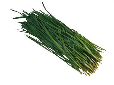 부추 효능 영양 성분 보관법과 먹는법 주의 사항 그라디움