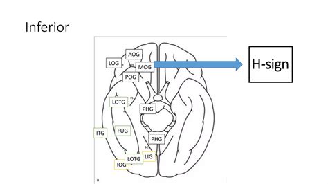 Cortical Anatomy And Function Pptx