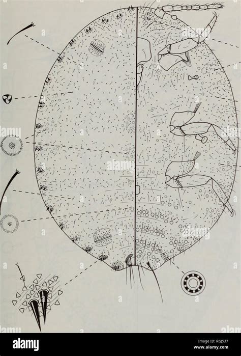Bulletin Of The British Museum Natural History Entomology Mealybug