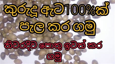 කුරුදූ ඇට වල පොතු ඉවත් කර ගමු 100 ක් Youtube
