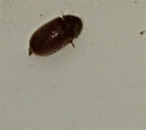 Tiny Flying Beetles In House Pestifier