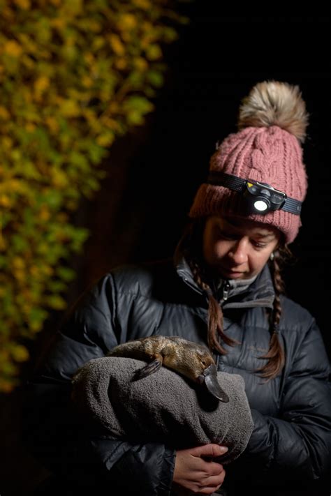 How To Rebuild A Platypus Population Australian Geographic