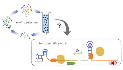 Riboswitches And Synthetic Aptamers A Head To Head Comparison Aptamers