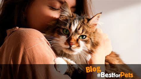 Beneficios De Tener Un Gato En Casa