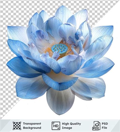 Page 2 Blue Water Lilies Psd High Quality Free Psd Templates For
