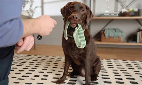 3 Lifesaving Commands Every Dog Should Know Come Sit Stay Usa