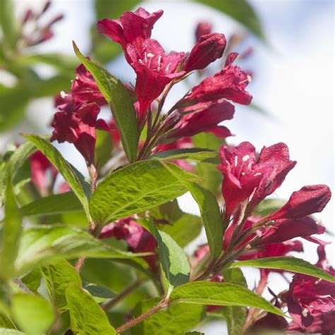 Weigela Picturethis