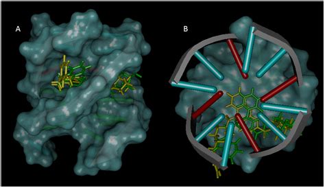 Lateral A And Upper B Views Of The Best Docked Conformations For 1