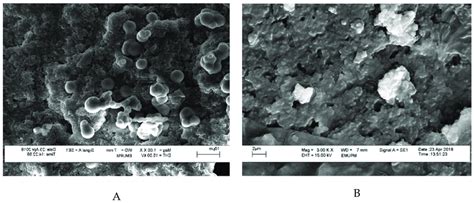 Scanning Electron Micrographs Sem Of Non Encapsulated And