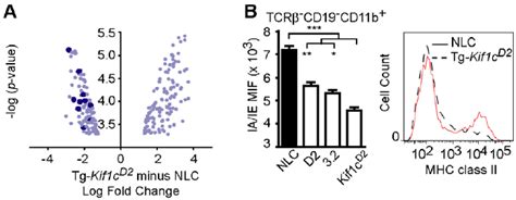 Analysis Of Mhc Ii Expression On Splenic Cd11b Myeloid Cells A