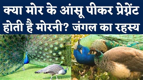 मोरनी कैसे होती है गर्भवती How Peacock Peahen Get Pregnant