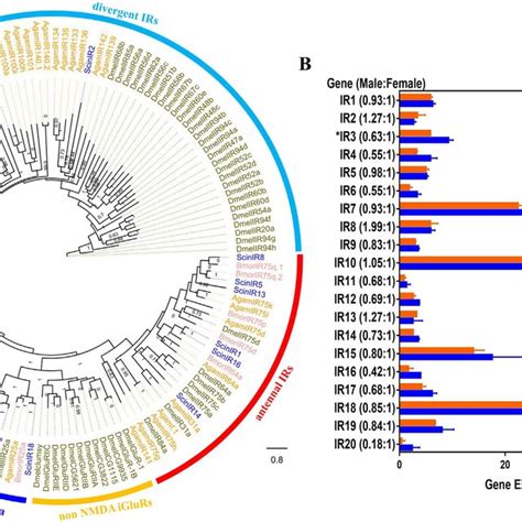 The Analyses Of S Cinerearia Irs A Phylogenetic Tree Of Insect Ir Download Scientific