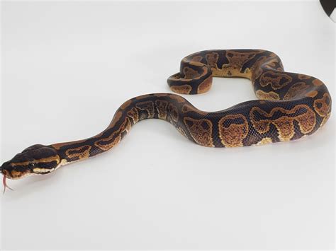 Sable ♀️ Shipped Ball Python By Happy B Line Herptile S Morphmarket