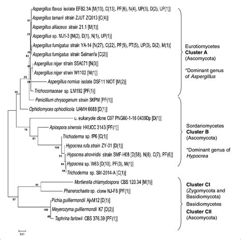Evolutionary Relationships Of 24 Fungus Taxonomy From Seven Sites Of