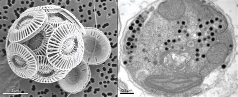 Visualising The Metabolic Cross Talk Between A Host And Its Virus