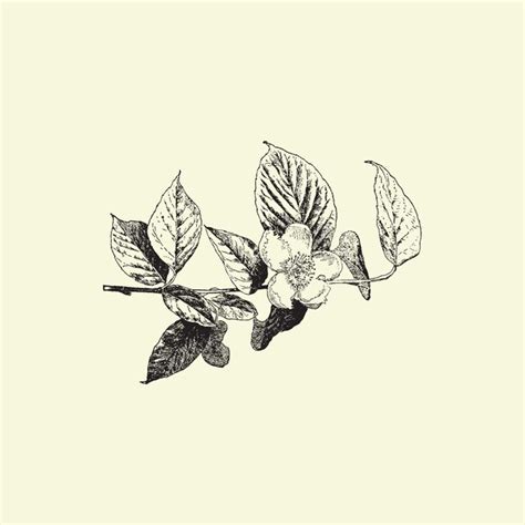 Un Dessin Dune Branche De Fleurs De Pommier Vecteur Premium