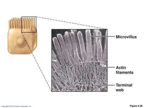 Cells The Living Units Part C Ppt Download