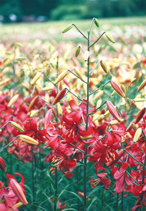 ‘red Velvet — The Lily Garden