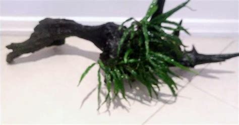 Tronco Com Microsorum Narrow Leaf Imgur