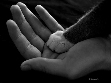Feline Plasma Cell Pododermatitis My Cat Has A Sore Paw