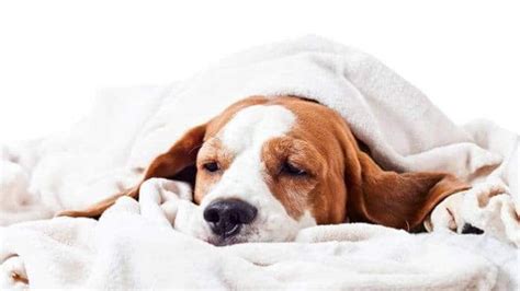 Las 5 Razones Del Por Que Los Perros Vomitan Amarillo