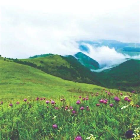草原具有碳库重要功能——国家林业和草原局草原管理司有关负责人阐释草原“四库”功能 我国 储量 亚热带