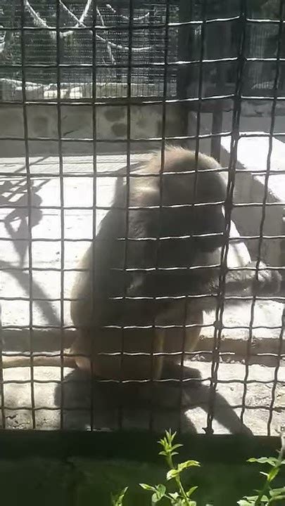 Обезьяна в клетке ест конфетку Youtube