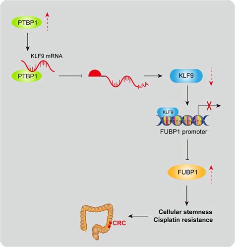 Federation Of American Societies For Experimental Biology Wiley Online Library