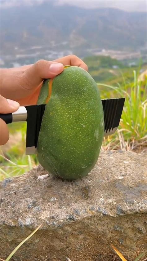Growing Fruits On Instagram Oddly Satisfying 🥭 😍 Mango Gardening