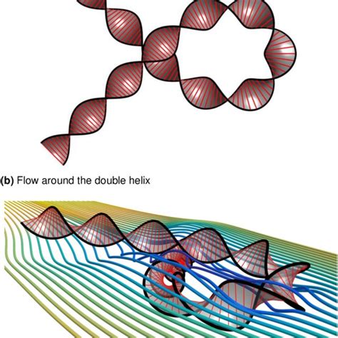 A Plan View Of A Double Helix With Straight Ends Coiled Over Into A