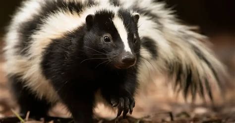 Skunk Odor Eliminator Getting Rid Of Skunk Smell
