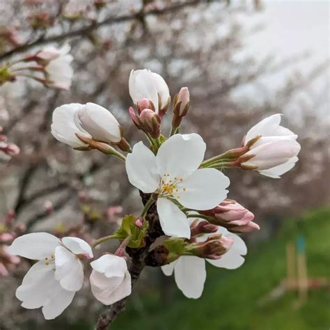 少しづつ咲いてきました🌸｜joejoy